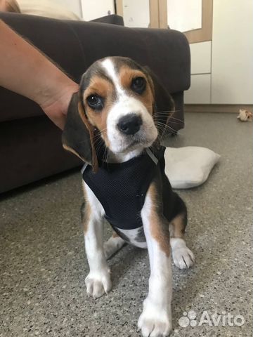 Щенок бигль