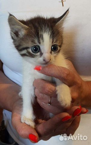 Три котенка, Котята в добрые руки