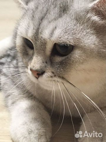 Кот шотландец