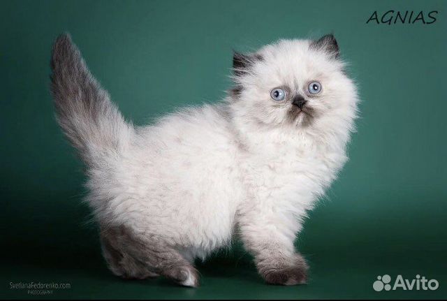 Персидская малышка