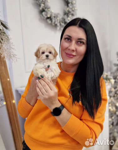 Крошка Мальтипу