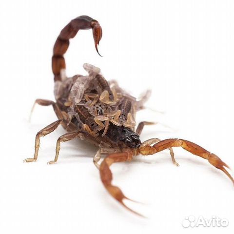Скорпион малыши L1 опт