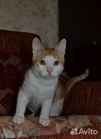 Рыжий кот Лука в добрые руки