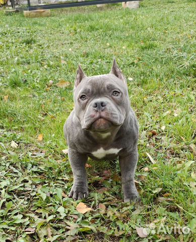 Мальчик Американский булли внук Pulsara