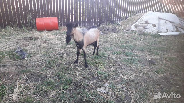 Козел альпийский