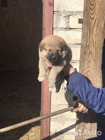 Помесь овчарки