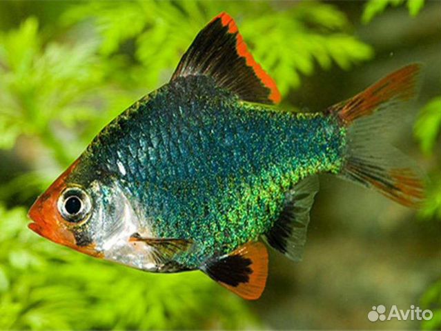 Рыба Барбус
