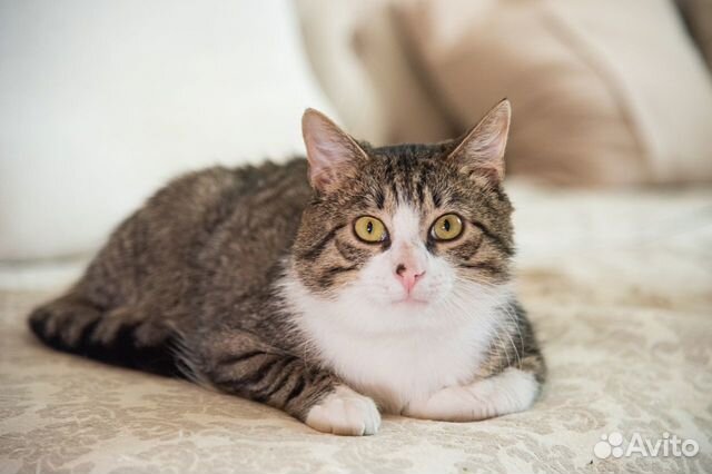 Молодой котик Мурчик