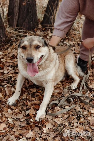 Собака (мальчик)