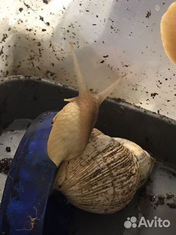 Продаю 3 взрослых улиток ахатина