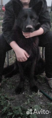 Собака