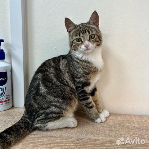 Котёнка выкинули к зоо магазину ищем дом