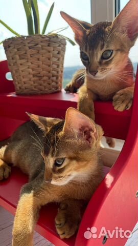 Абиссинские котята