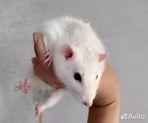 Крысы с клеткой