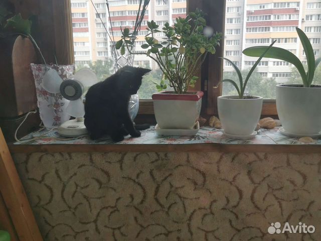 Котята в добрые руки бесплатно черные