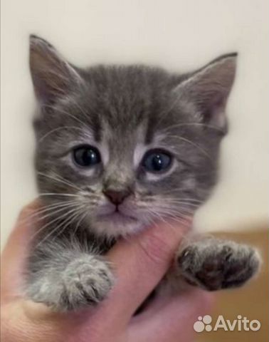 Хорошенький котёночек в дар