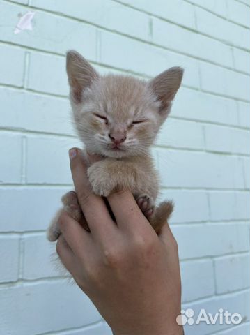 Котята в добрые руки бесплатно