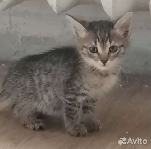 Кошки в добрые руки