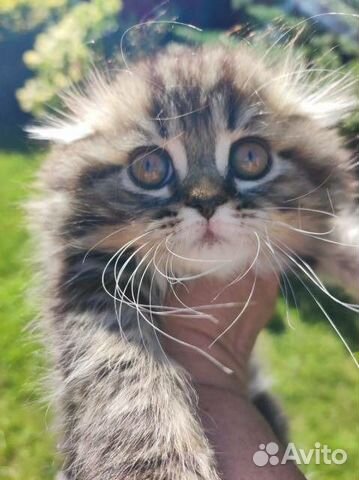 Вислоушка пушистая мраморная