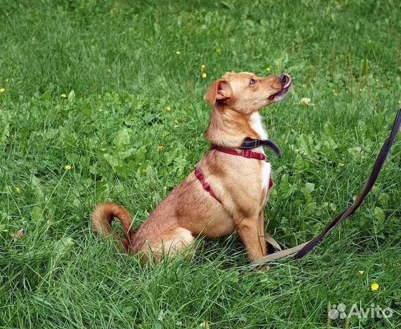 Лабрадор ретривер