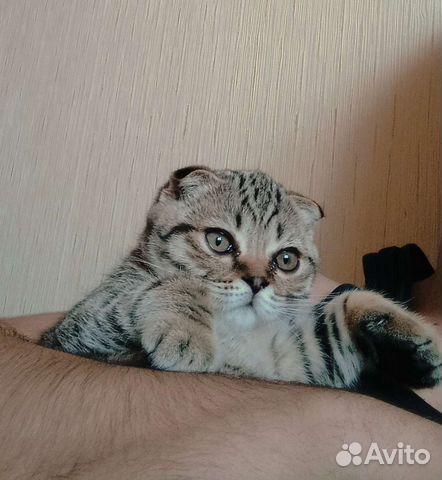Шотландская вислоухая кошечка