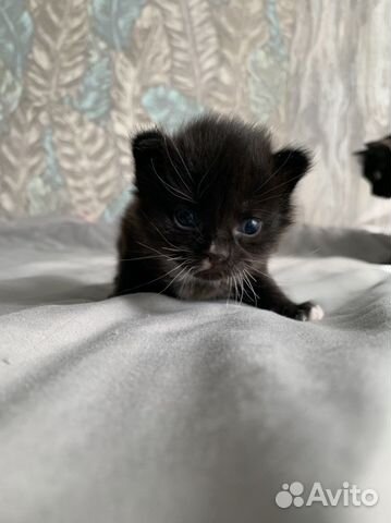 Отдам котян в добрые руки