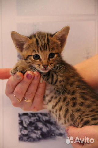 Саванна ф4 сбт (котята)