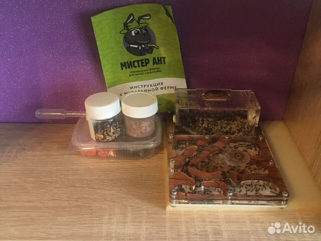Фурмикарий с муровьями Жнецы"