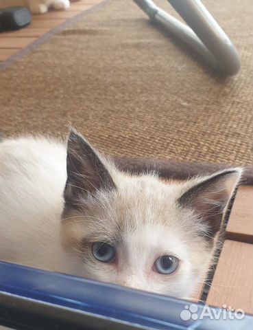 Котенок в очень добрые руки