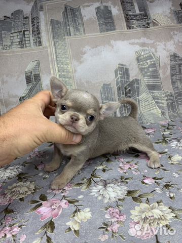 Шикарный мини мальчик чихуахуа