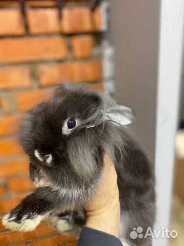 Кролик декоротивный вислоухий
