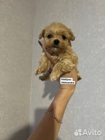 Мальтипу ф1 микро девочка extra Baby Face Корея