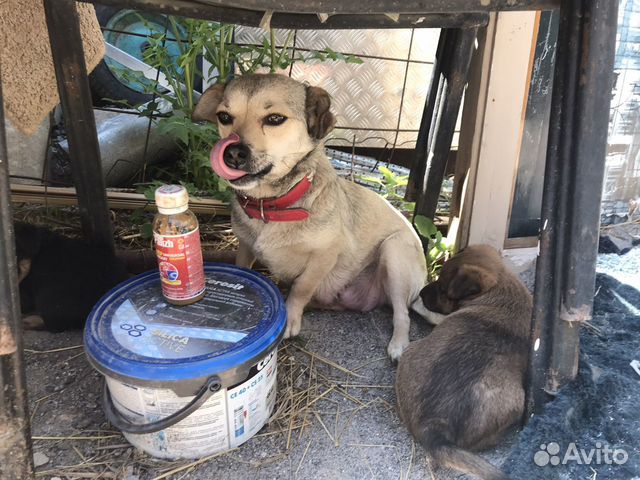 Отдам бесплатно щенки