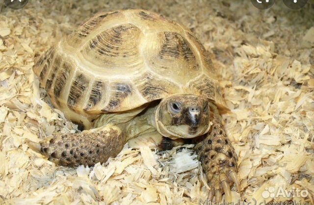 Черепахи пара