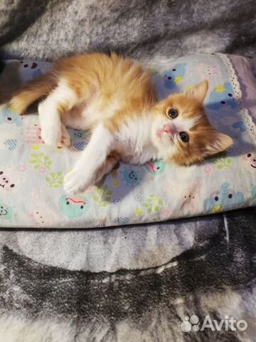 Сибирский котенок. Девочка Эстер