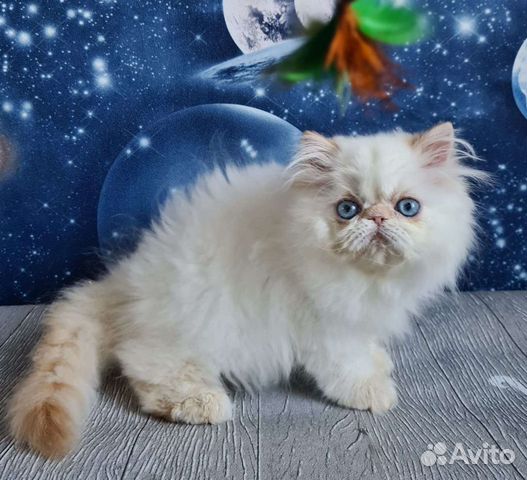 Персидская