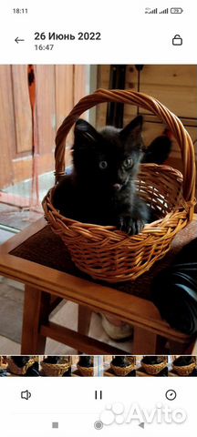 Чëрный котëнок в дар