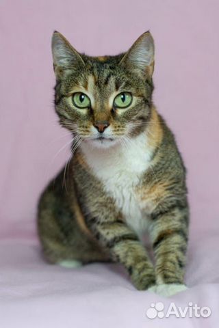 Зеленоглазое чудо по имени Рокси 1,5 года