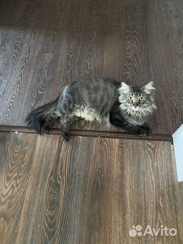 Сибирский кот
