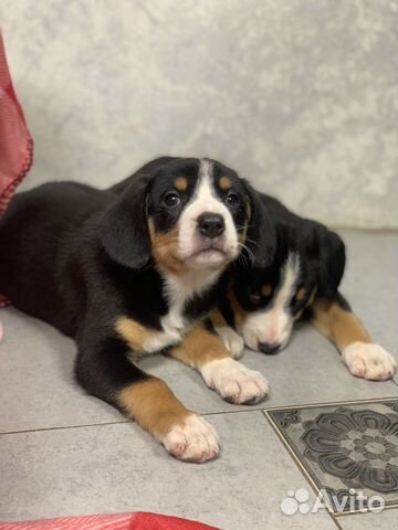 Энтлебухер Зененхунд