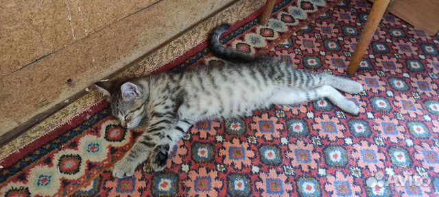 Котята сияюшие