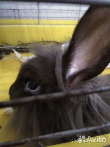 Карликовый кролик