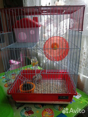 Джунгарские хомячки с клеткой