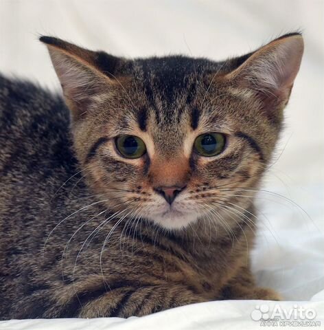 Котенок - мальчик, очень застенчивый и нежный