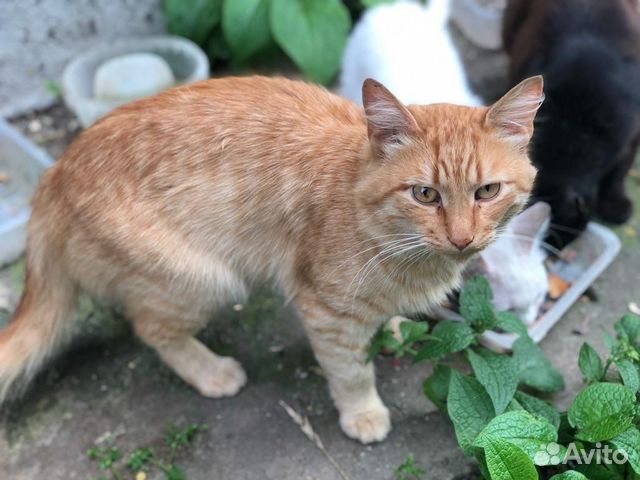 Кот рыжий