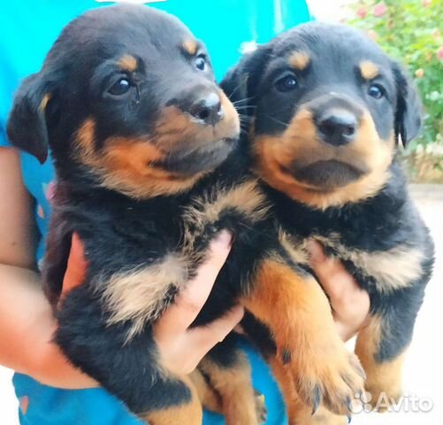 Щенки ротвейлера продажа