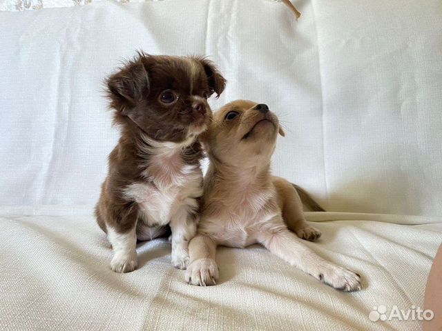 Щенки чихуахуа