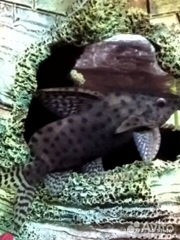 Аквариумные рыбки продам