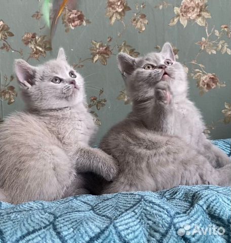 Котята британские породистые