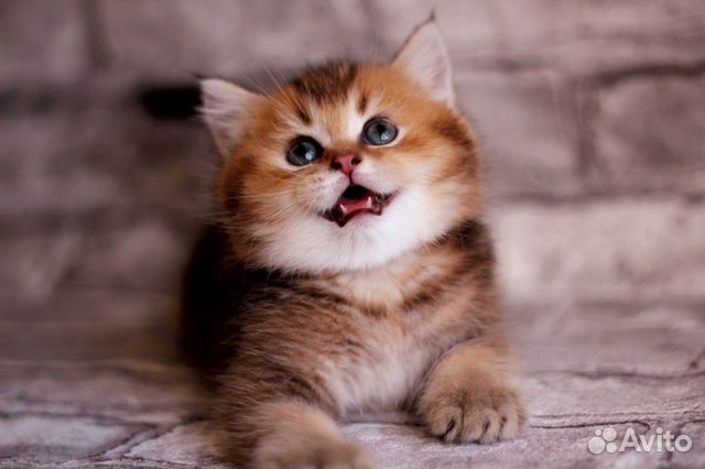 Британский мальчик Maybach (Майбах) ny25